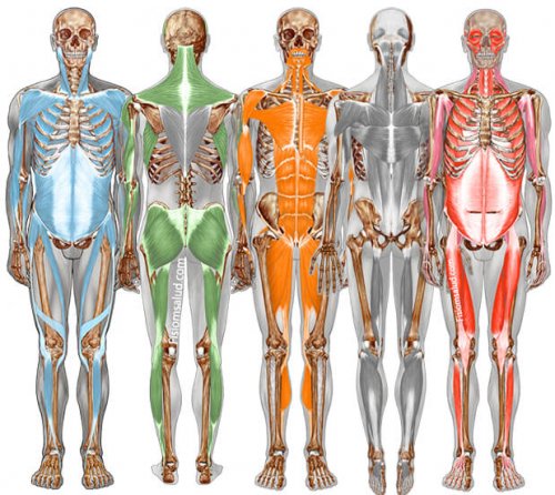 ¿QUÉ SON las Cadenas Musculares o Cadenas Miofasciales? | Fisiom